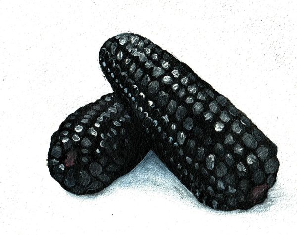 O MILHO É NAMORADOR – Piseagrama